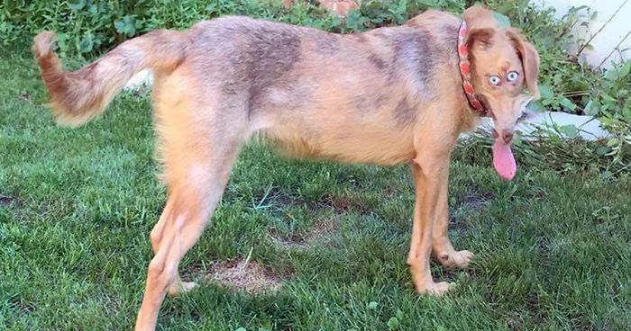 Bored Panda - The Only Magazine For Pandas