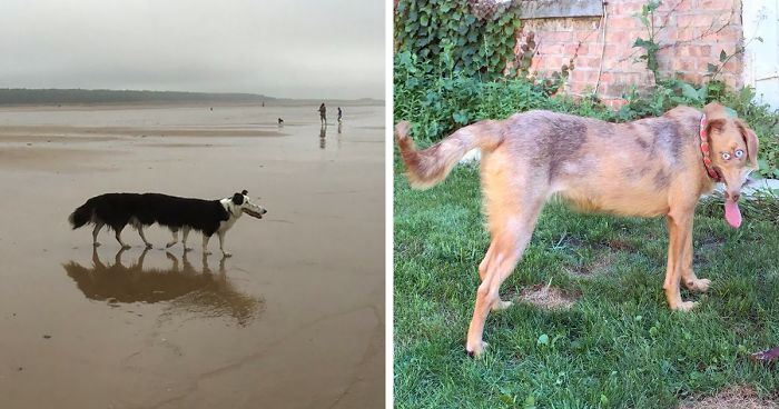 Bored Panda - The Only Magazine For Pandas