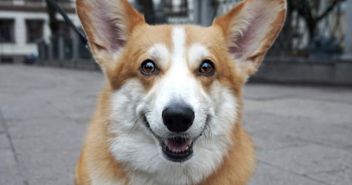 Bored Panda - The Only Magazine For Pandas