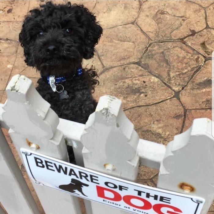 39 ‘Vicious’ Dogs Behind ‘Beware Of Dogs’ Signs | Bored Panda