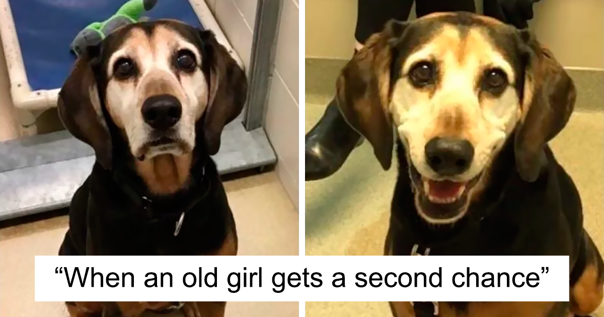 86 Dogs Who Are Enjoying Retirement | Bored Panda