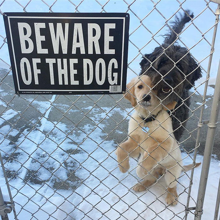 39 ‘Vicious’ Dogs Behind ‘Beware Of Dogs’ Signs | Bored Panda