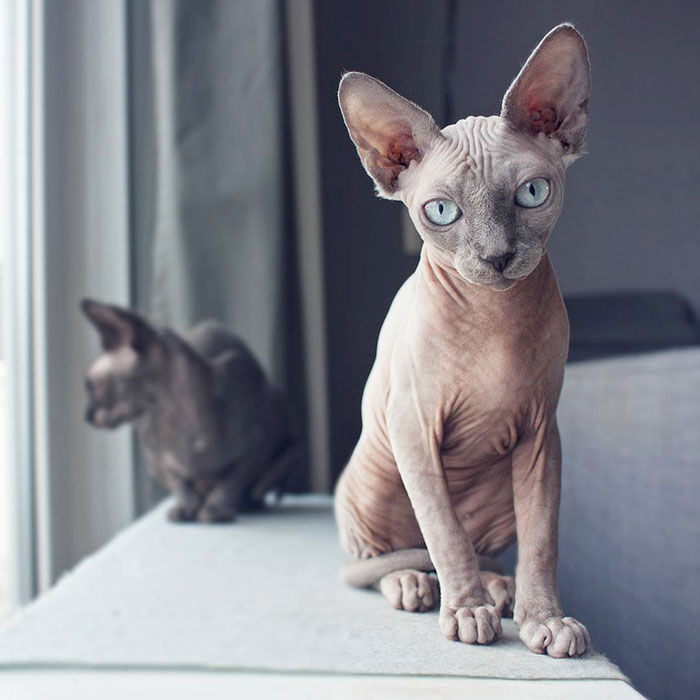 Meet Sphynx Cats The Most Adorable Hairless Felines Bored Panda Meet Sphynx Cats The Most Adorable Hairless Felines Bored Panda