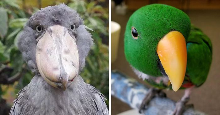 Bored Panda - The Only Magazine For Pandas