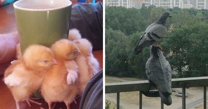 50 Times Birds Were So Funny, People Just Had To Snapchat Them | Bored ...