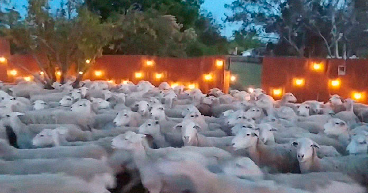 200 Sheep Saw This Guy’s Yard With Its Fence Open And Decided To Give ...