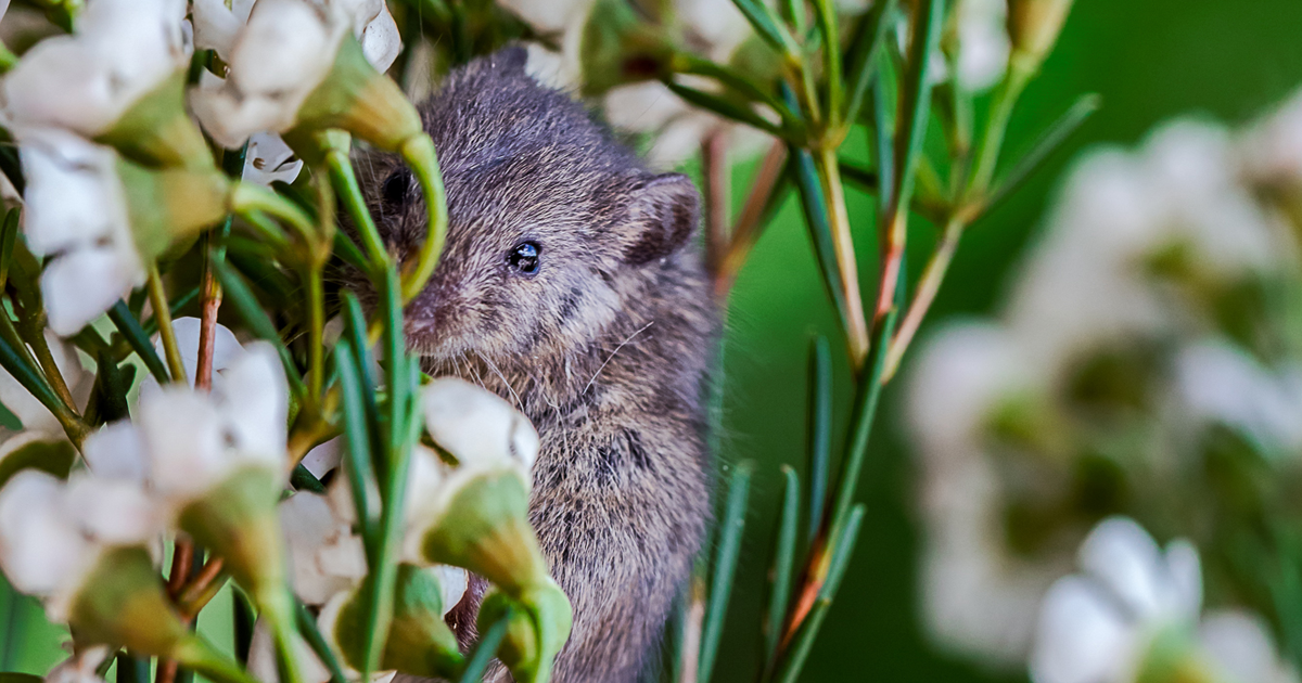 I Capture The Life Of A Little Mouse Who Was Rescued From Cat’s Mouth ...