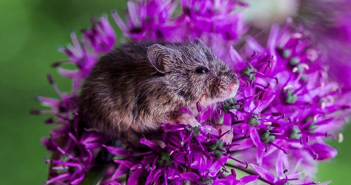 Bored Panda - The Only Magazine For Pandas