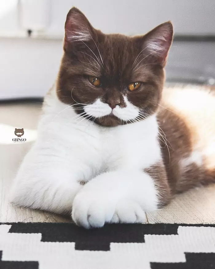 Meet British Shorthair Gringo, Who Has Such A Cute Mustache | Lipstick ...