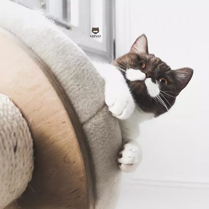 Meet British Shorthair Gringo, Who Has Such A Cute Mustache | Lipstick ...