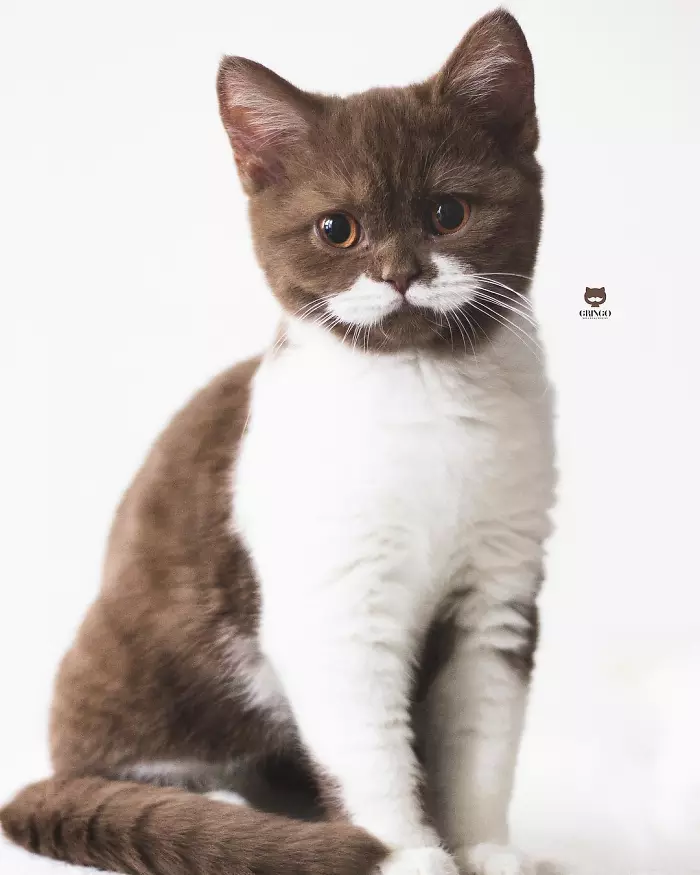 Meet British Shorthair Gringo, Who Has Such A Cute Mustache | Lipstick ...