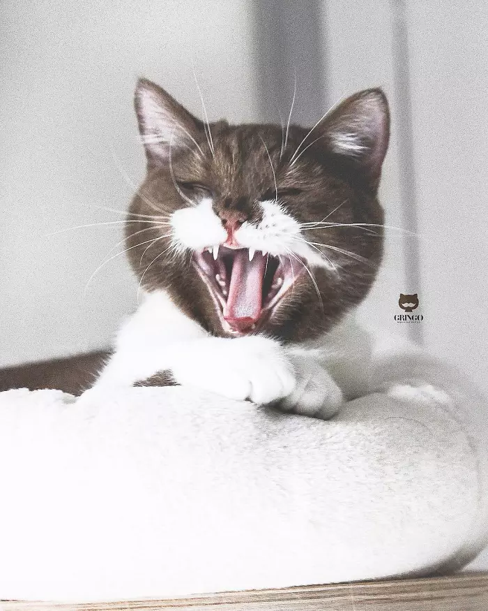 Meet British Shorthair Gringo, Who Has Such A Cute Mustache | Lipstick ...