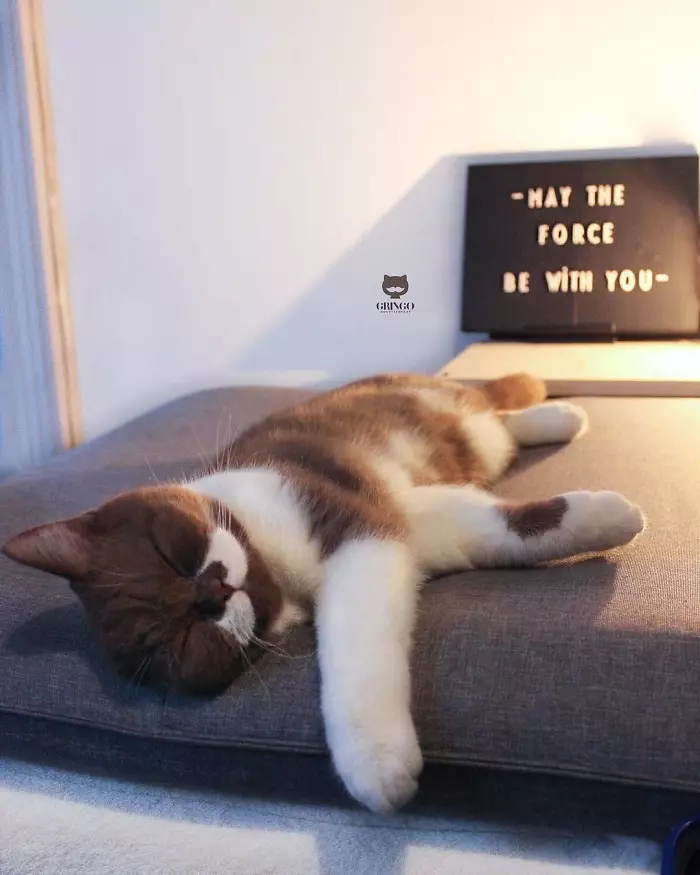 Meet British Shorthair Gringo, Who Has Such A Cute Mustache | Lipstick ...