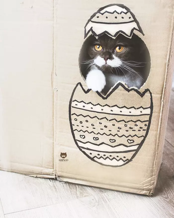 Meet British Shorthair Gringo, Who Has Such A Cute Mustache | Lipstick ...