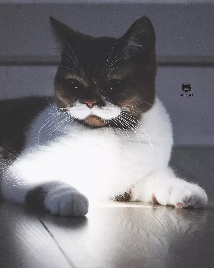 Meet British Shorthair Gringo, Who Has Such A Cute Mustache | Lipstick ...