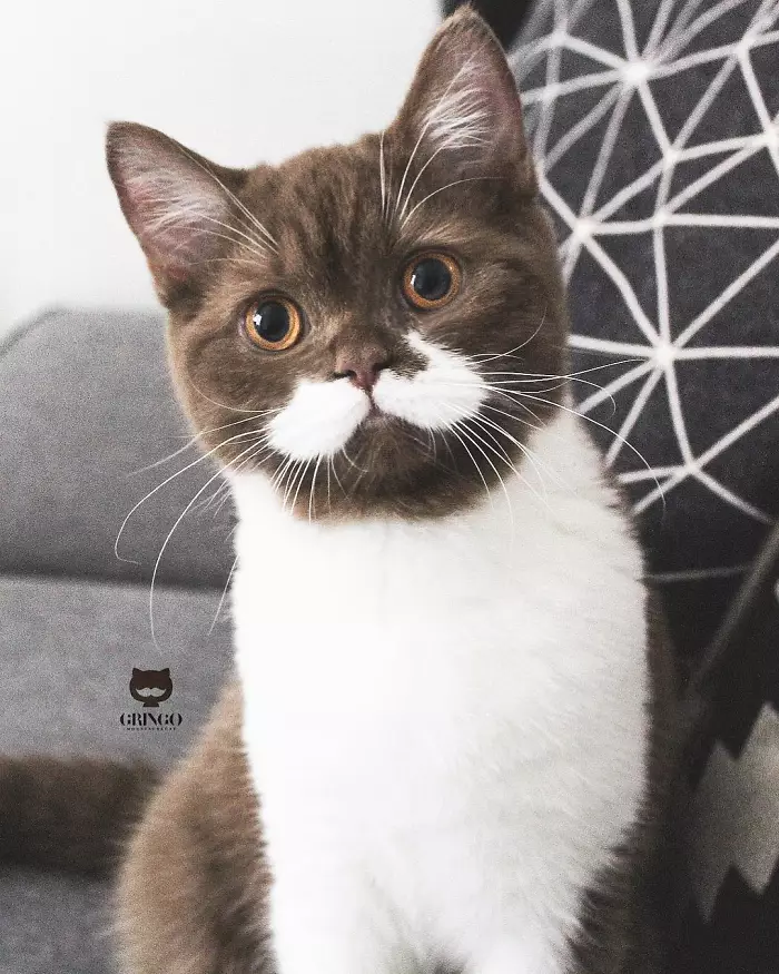 Meet British Shorthair Gringo, Who Has Such A Cute Mustache | Lipstick ...