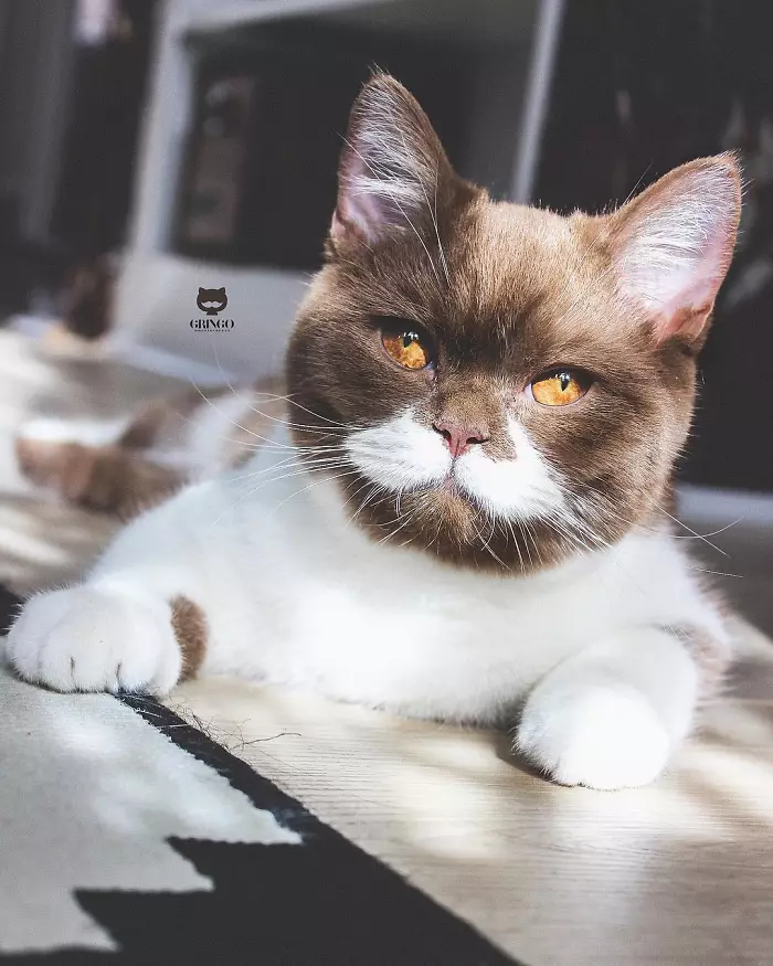 Meet British Shorthair Gringo, Who Has Such A Cute Mustache | Lipstick ...