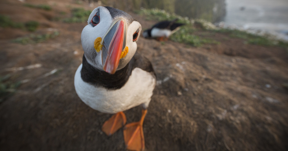 I Captured The Perfect Puffin Portrait, And I Can’t Get Over How Happy ...