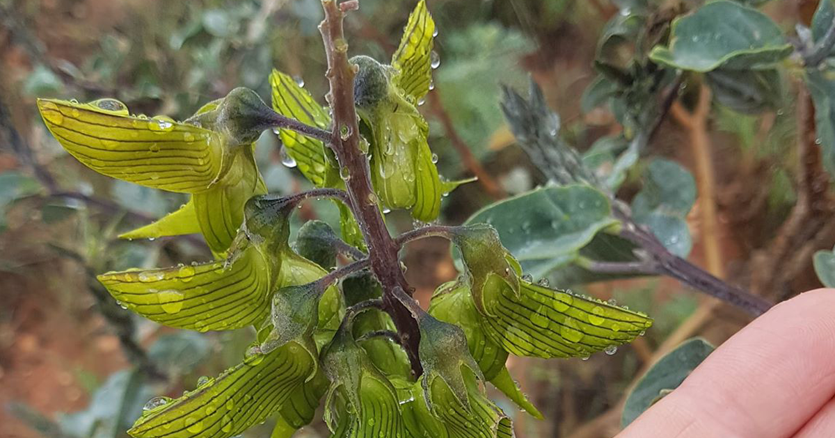 This Flower’s Petals Look Like Hummingbirds | Bored Panda