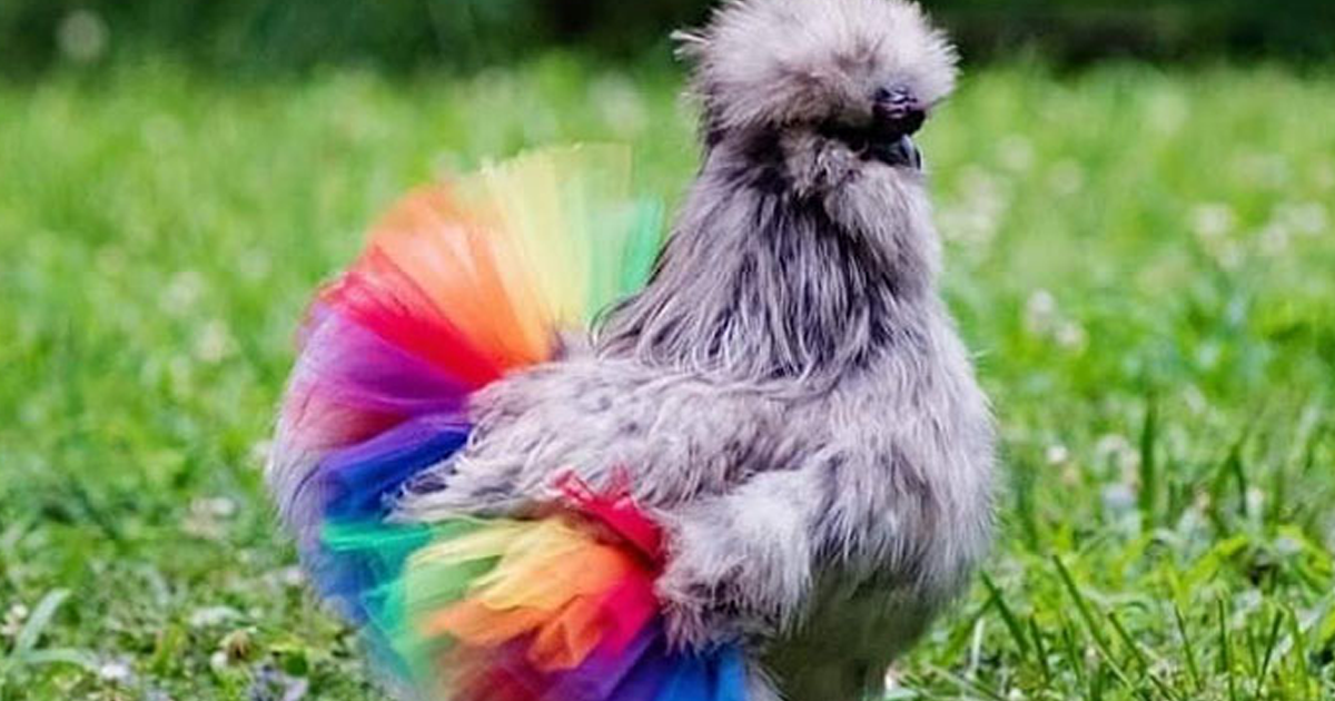 Chickens In Tutus Is A Thing And It’s Adorable (24 Pics) | Bored Panda