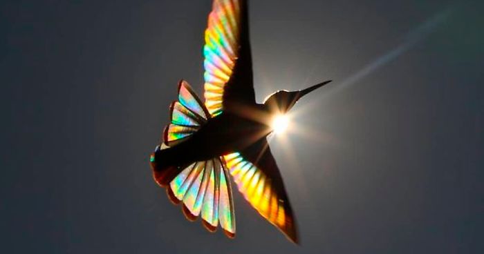 9 Magical Pictures Of Hummingbirds’ Wings Shining Like Rainbows | Bored ...