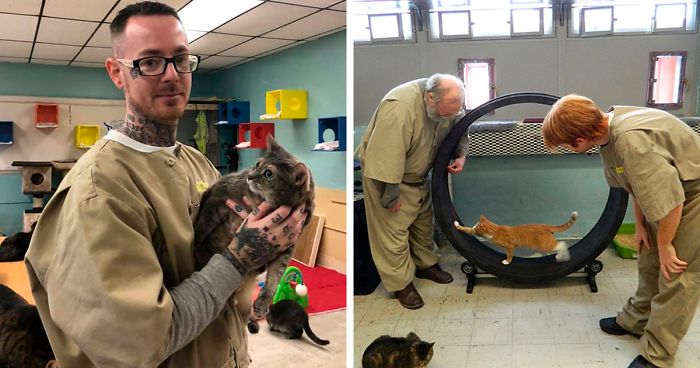 Prison In Indiana Accepts Rescued Cats And They Change Prisoners ...
