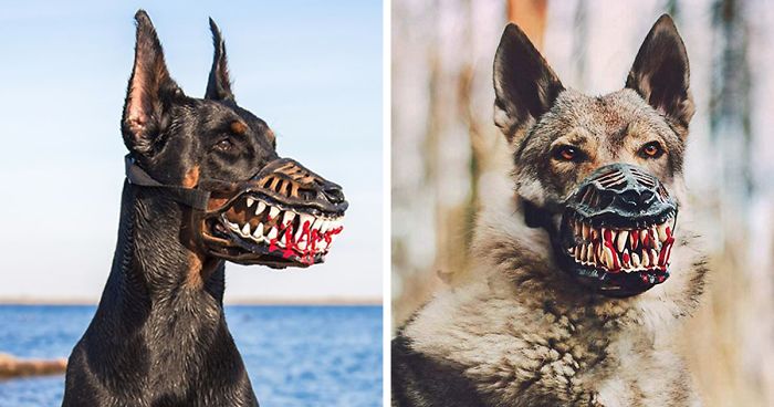 People Are Sharing Pics Of Their Sweet Dogs Turned Into Werewolves With ...