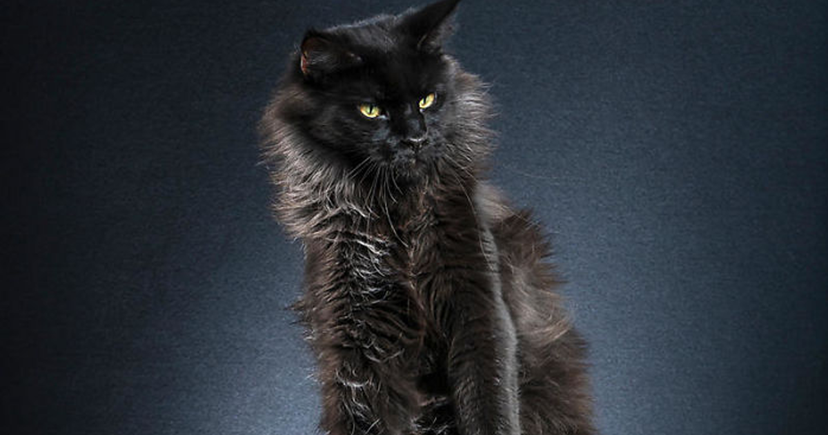 Photo Series About Standing Cats That I Made After Observing My Own Cat ...