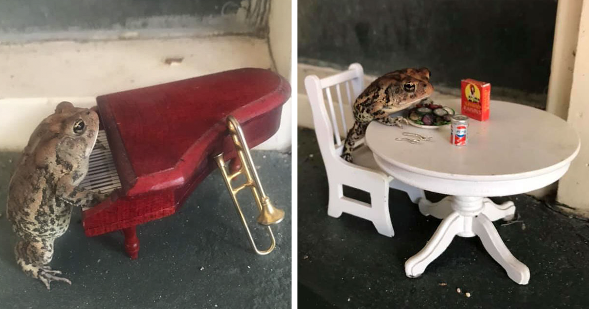 Woman Posts Pics Of Her Toad Doing Things And People Love It So Much ...