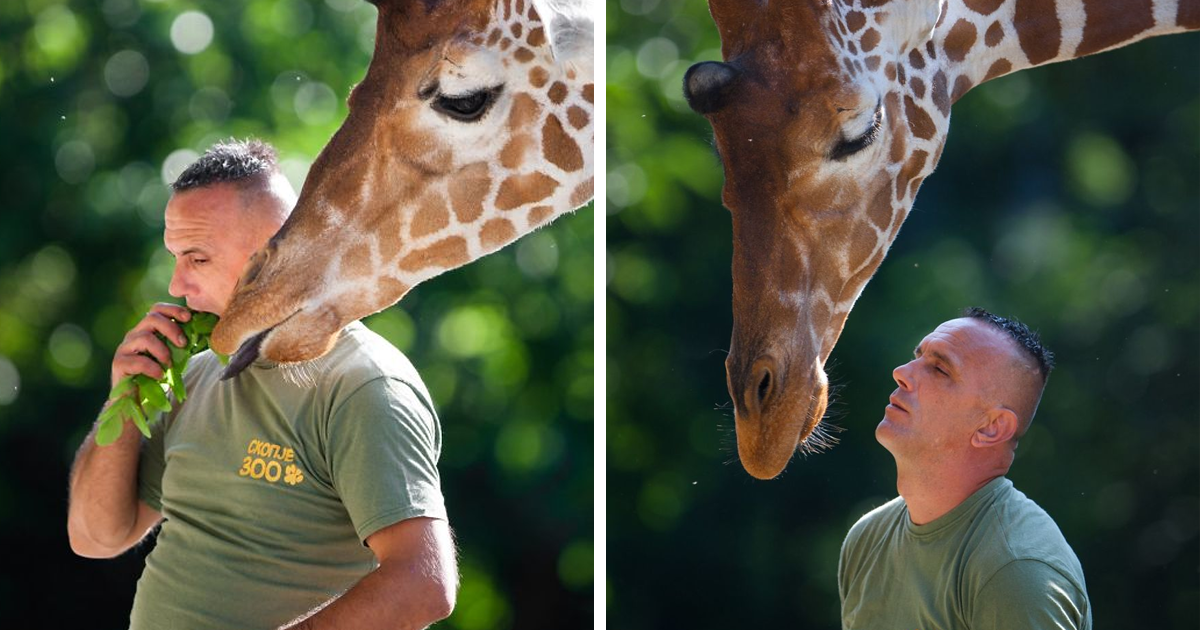10 Pics Of The Special Bond Between A Zookeeper And Giraffes That I ...