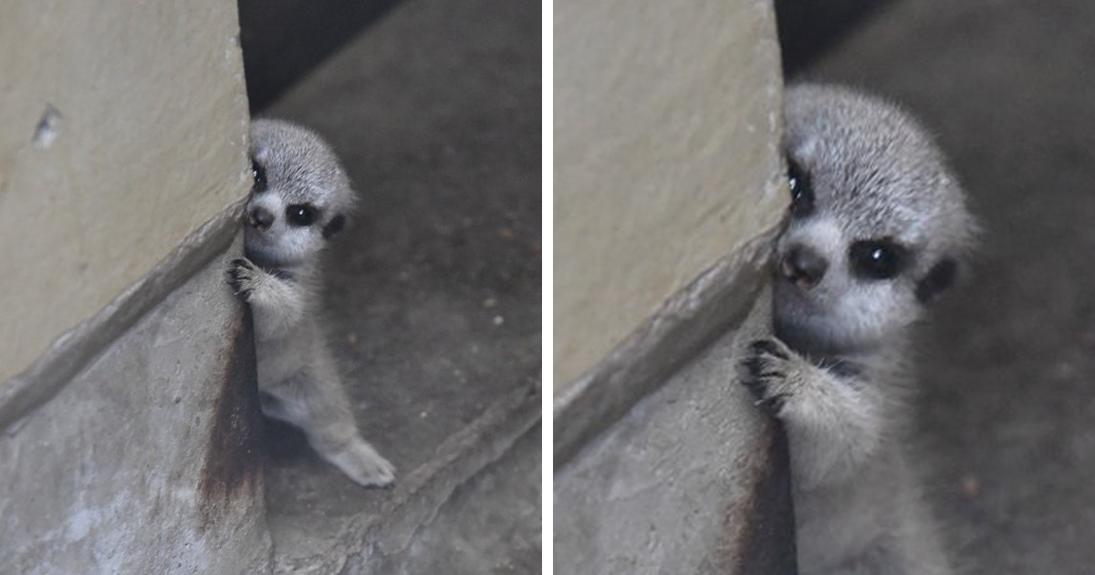 Japanese Photographer Snaps The Cutest Pics Of A Baby Meerkat And Its ...