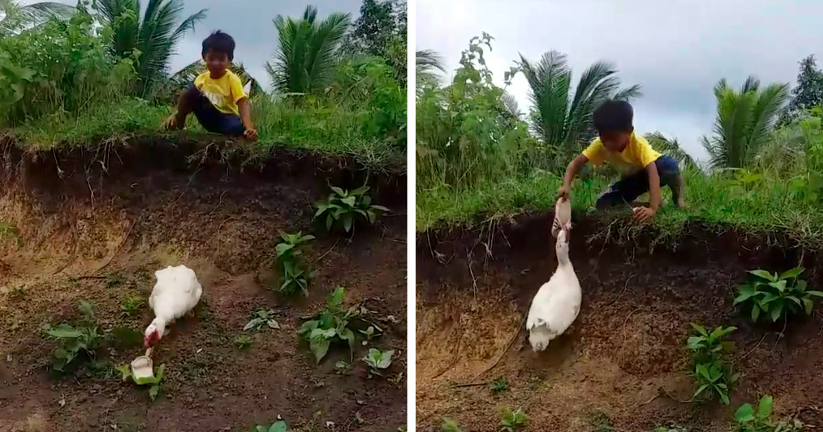Little Boy’s Slipper Falls Down A Hill, Kind Duck Retrieves It | Bored ...