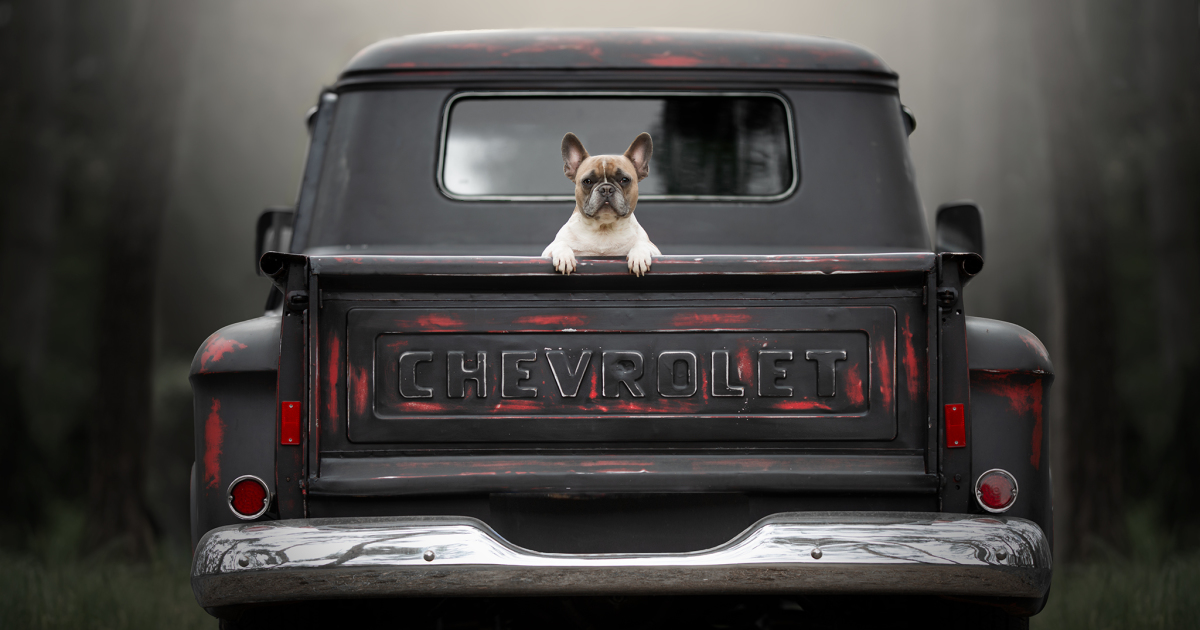 Dog Owners Are Buying Vintage Cars For Their Lazy Pets And I’m Getting ...