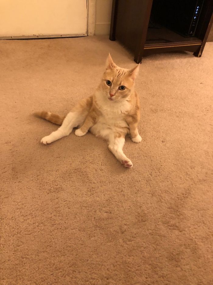 Unflattering Cat Picture! | Bored Panda