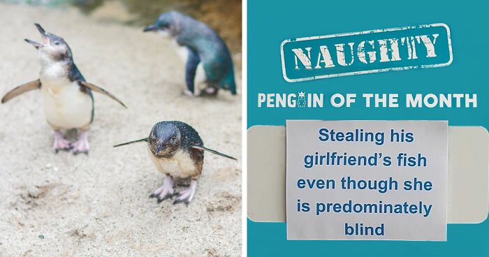 Bored Panda - The Only Magazine For Pandas