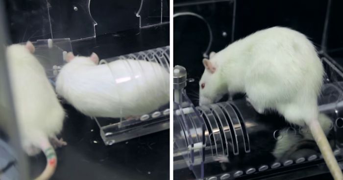 There’s A Study Which Proves That Rats Have Empathy By Allowing Them To ...