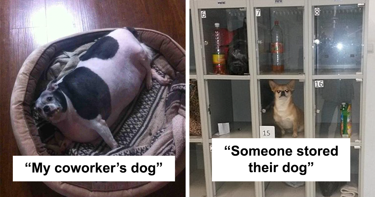30 Idiot People Who Don’t Deserve To Own A Pet | Bored Panda