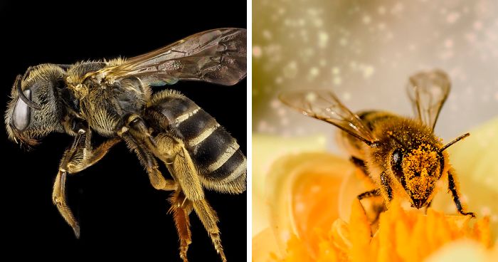 Bees Are Now Officially Declared To Be The Most Important Beings On ...