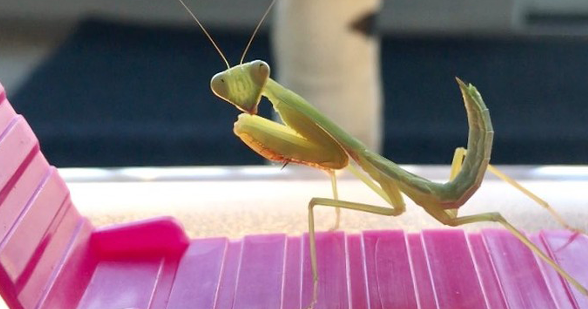 This Sophisticated Pet Mantis Has An Instagram Account And Her ...