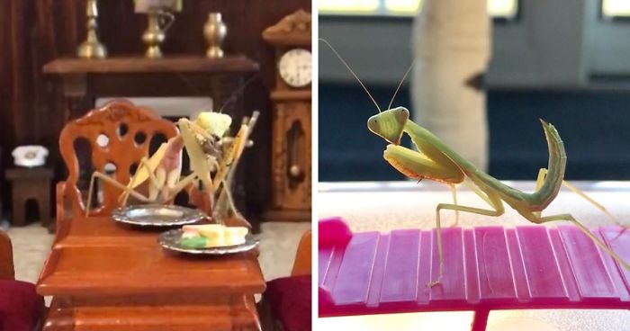 Bored Panda - The Only Magazine For Pandas