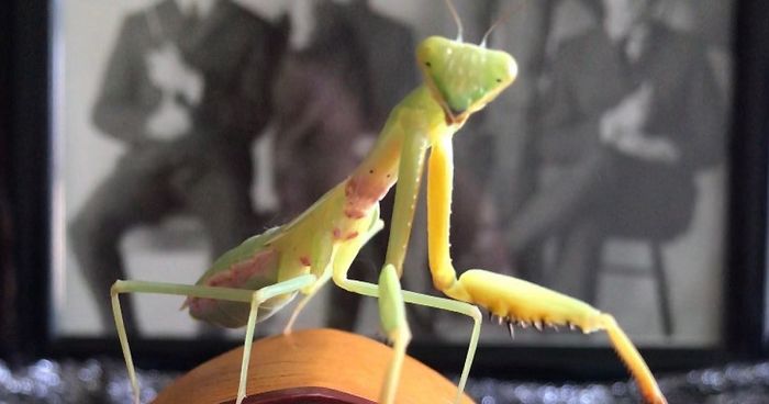 Bored Panda - The Only Magazine For Pandas