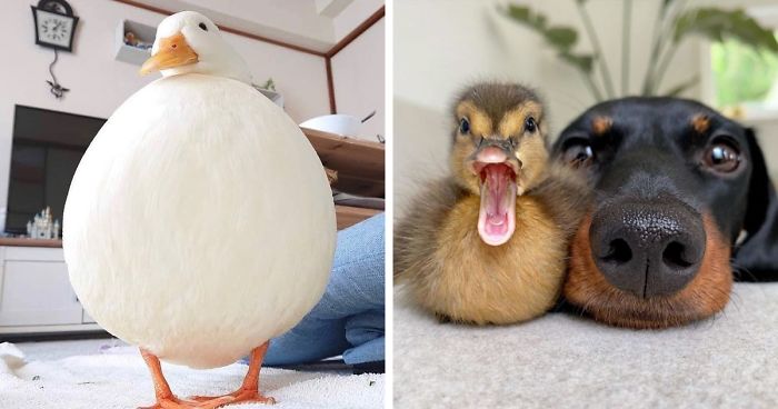 Bored Panda - The Only Magazine For Pandas