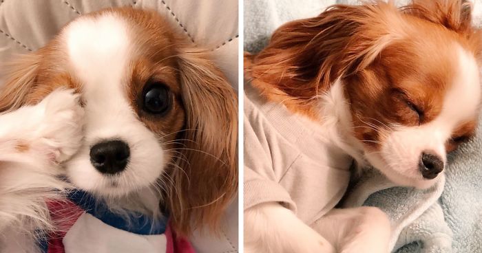 This Adorable 2-Year-Old Puppy Is So Tiny, It’s Hard To Believe He’s ...