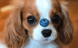 30 Baby Elephants That Will Instantly Make You Smile | Bored Panda