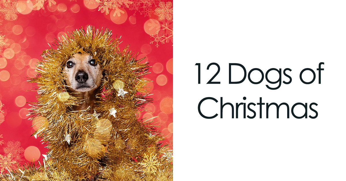 I Did A Photoshoot Called ’12 Dogs Of Christmas’ To Get Into The ...