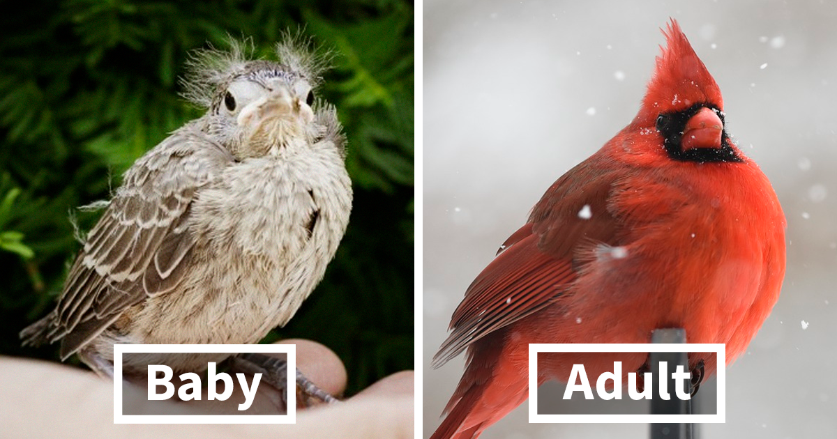 Here’s What 59 Different Birds Look Like When They’re Babies And When ...