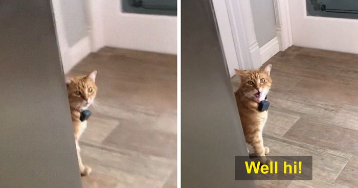 Cat Says “Well, Hi” In A Southern Accent And People Keep Watching It ...