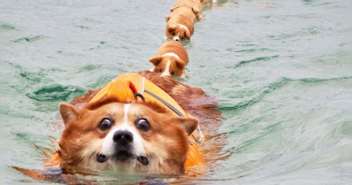 52 Best Photos Of An Adorable Corgi Who Has 50k Instagram Followers ...