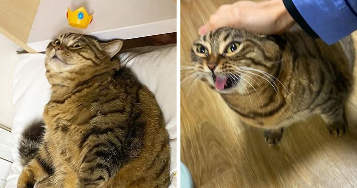 Animals | Bored Panda