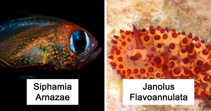 Bored Panda - The Only Magazine For Pandas